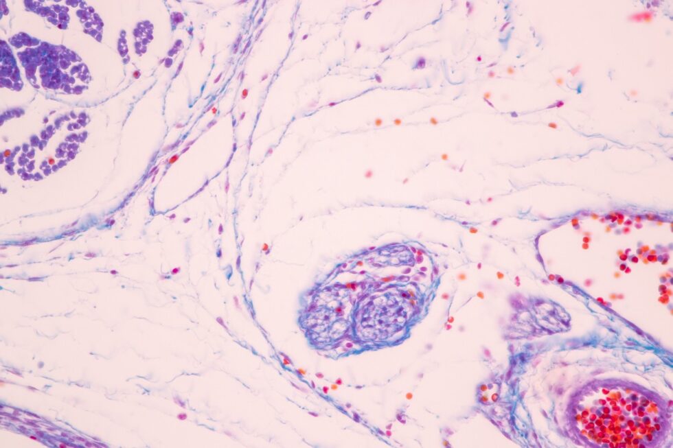 Vilon Peptide and Cell Aging - Biotech Peptides